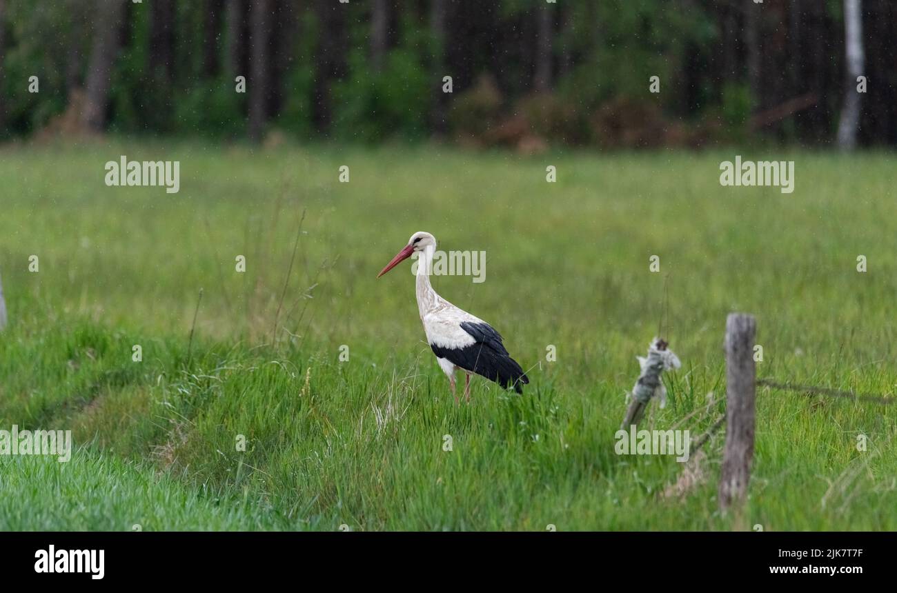 A stork in a meadow during a drizzle. Symbol of spring in Europe. A ...