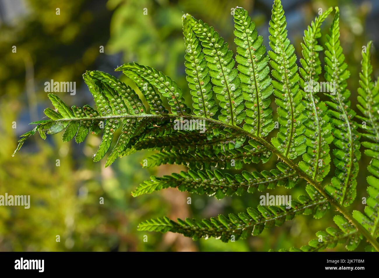 Clusters of sporangia on a fern. Groupes de sporanges on fern leaves ...