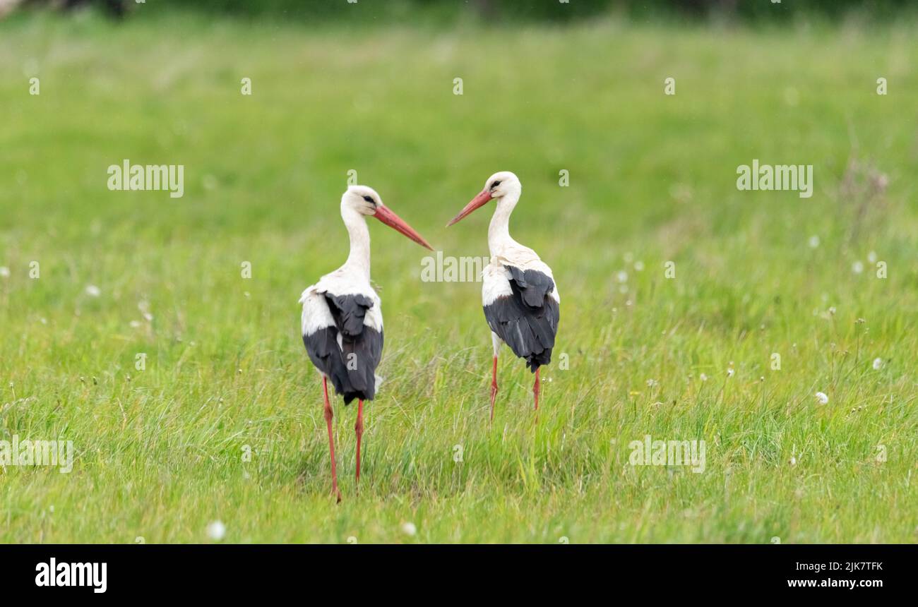 A stork in a meadow during a drizzle. Symbol of spring in Europe. A ...