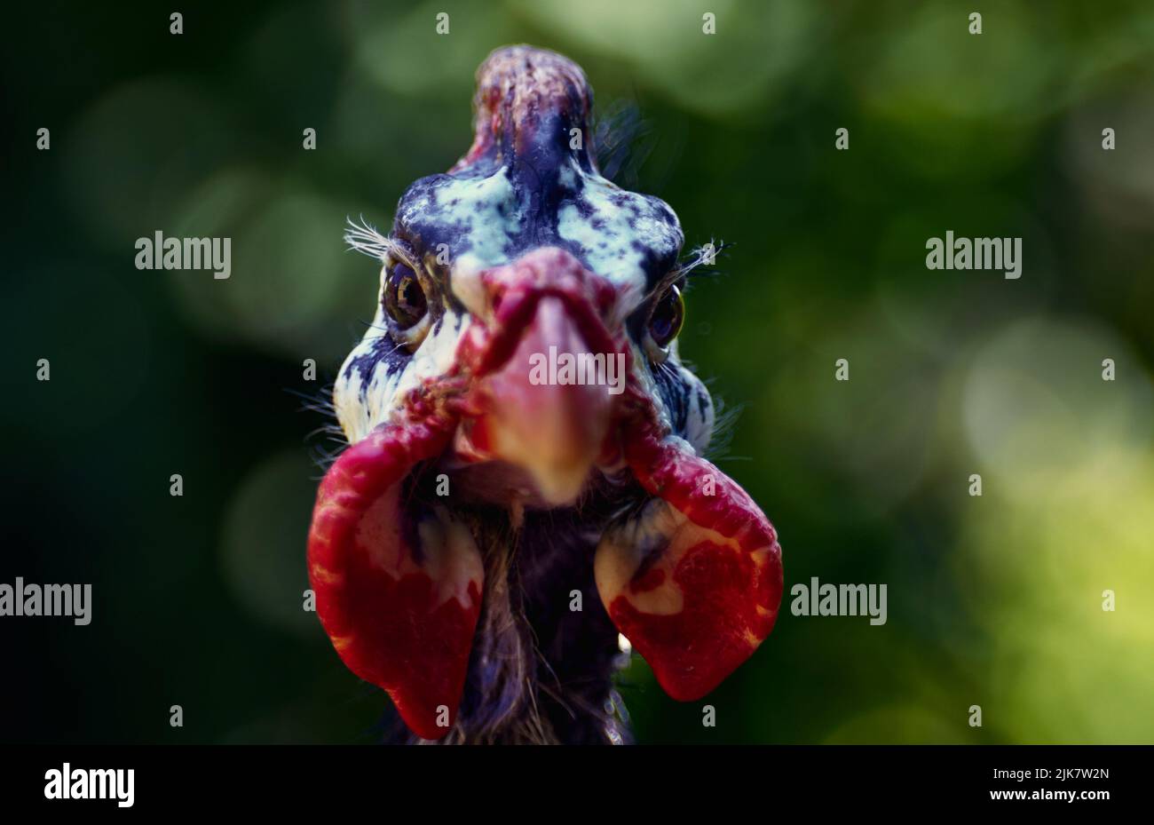 Portrait of a male guinea fowl with blurred background Stock Photo - Alamy