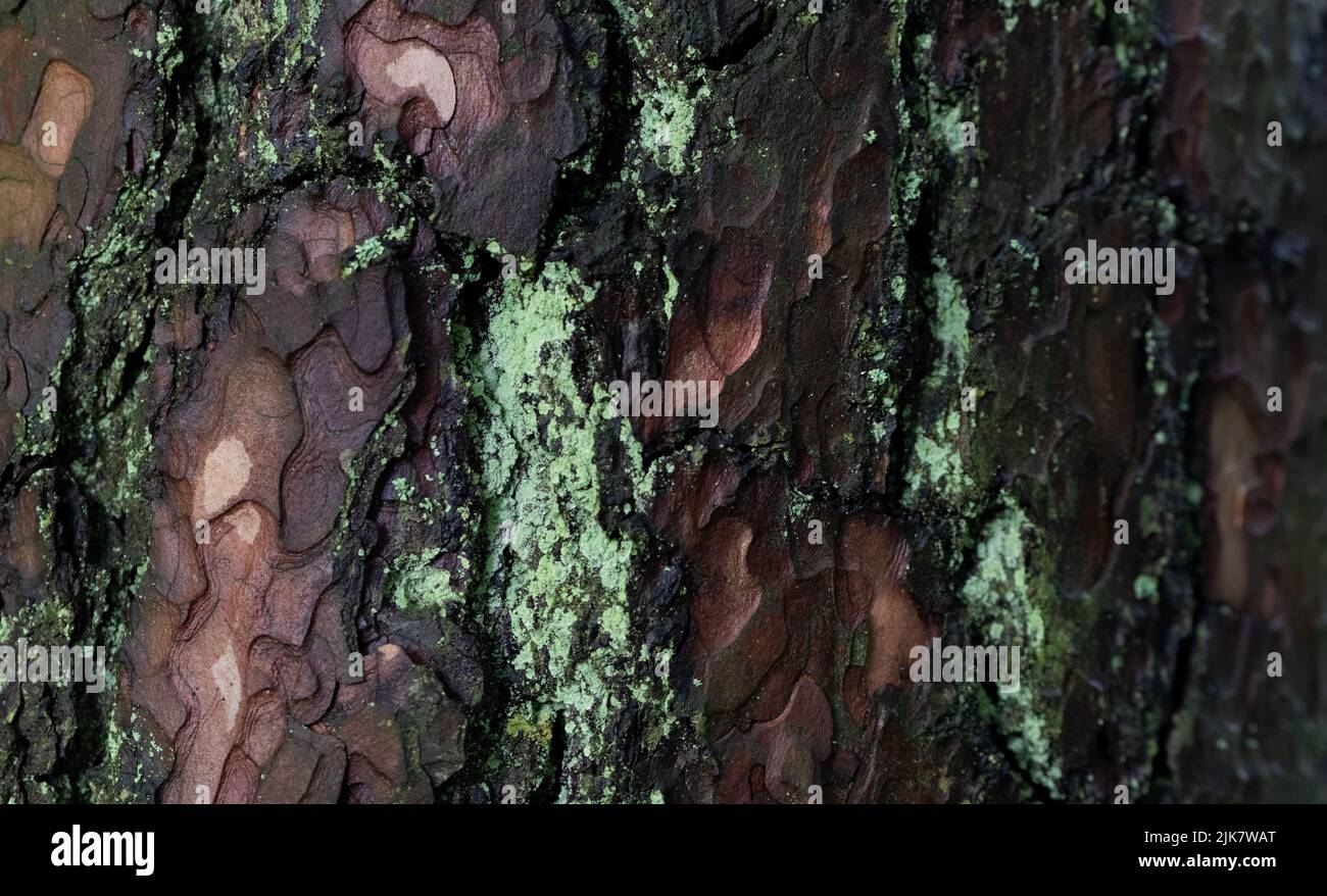 The bark of the spruce tree in close-up. Wet spruce bark, background ...