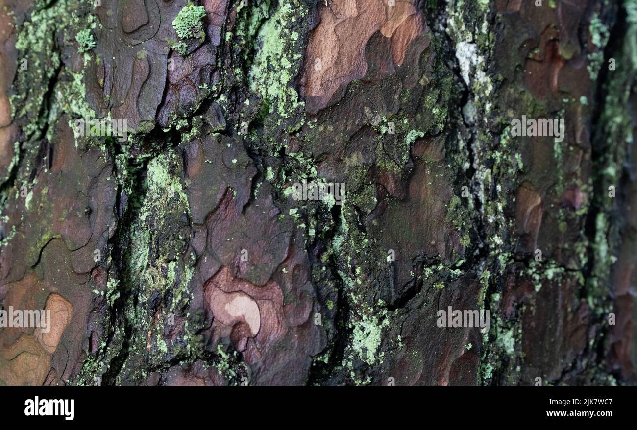 The bark of the spruce tree in close-up. Wet spruce bark, background ...