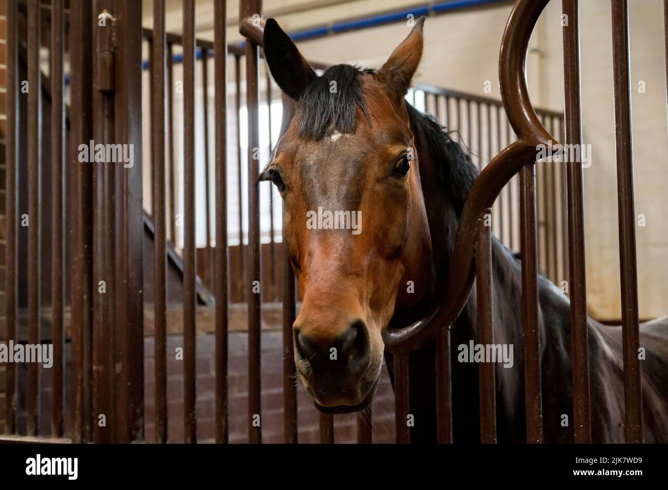 Close up horse head in stables. Horse breeding Stock Photo - Alamy
