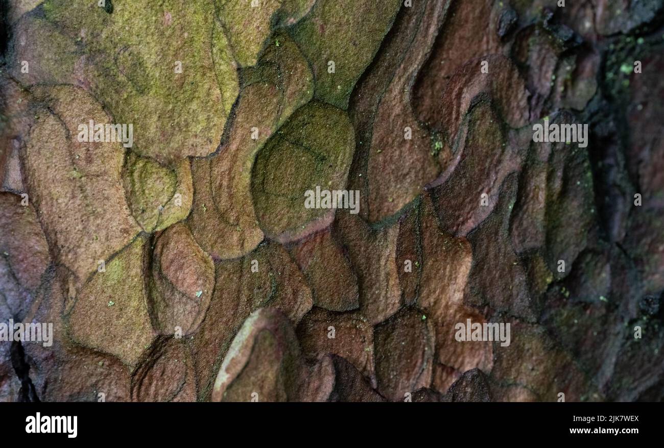 The bark of the spruce tree in close-up. Wet spruce bark, background ...