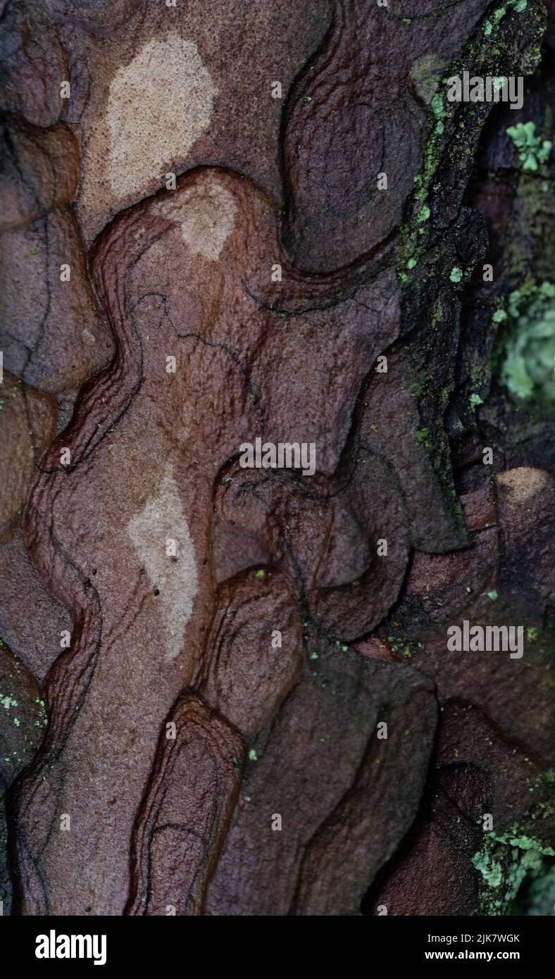 The bark of the spruce tree in close-up. Wet spruce bark, background ...