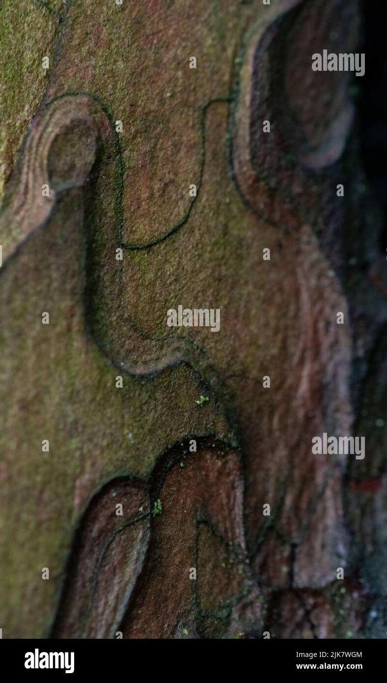 The bark of the spruce tree in close-up. Wet spruce bark, background ...