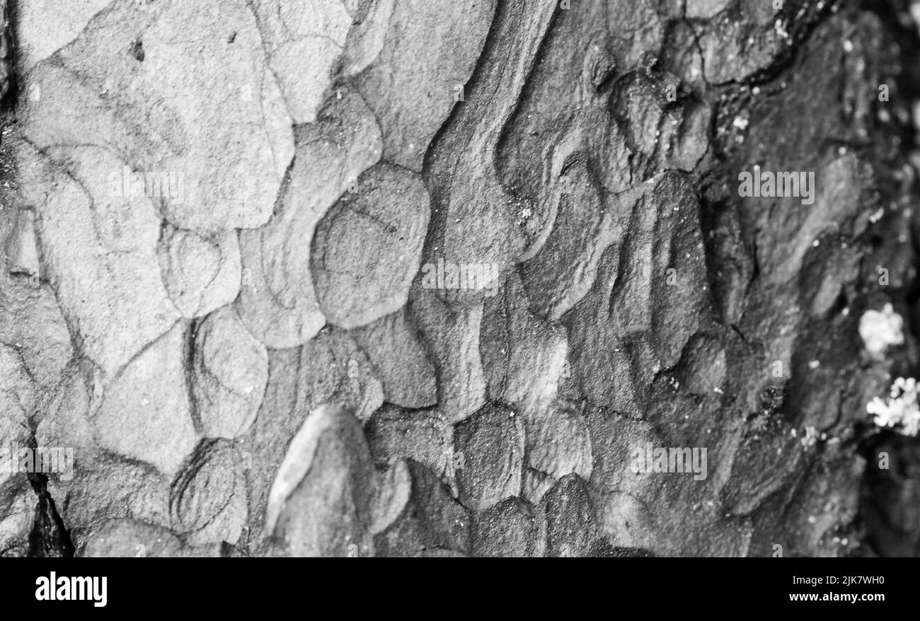 The bark of the spruce tree in close-up. Wet spruce bark, background ...