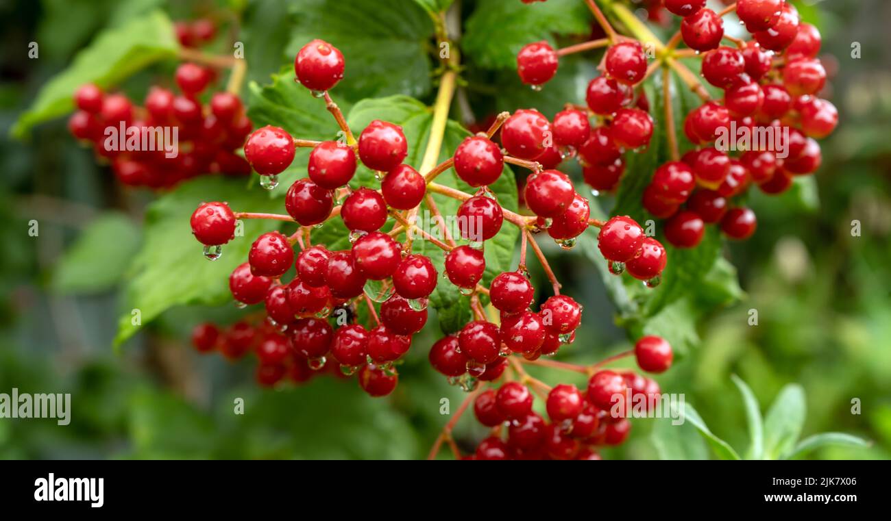 Red berries of viburnum on a bush. Viburnum berries and leaves of ...