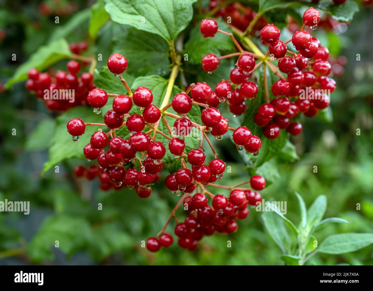 Red berries of viburnum on a bush. Viburnum berries and leaves of ...