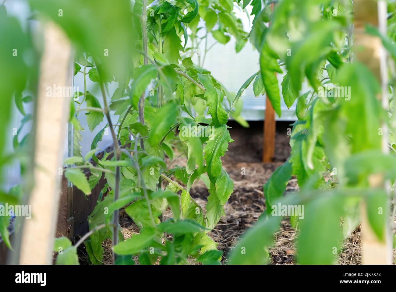 tomato seedling in the garden.Tomato growing in greenhouse Stock Photo ...