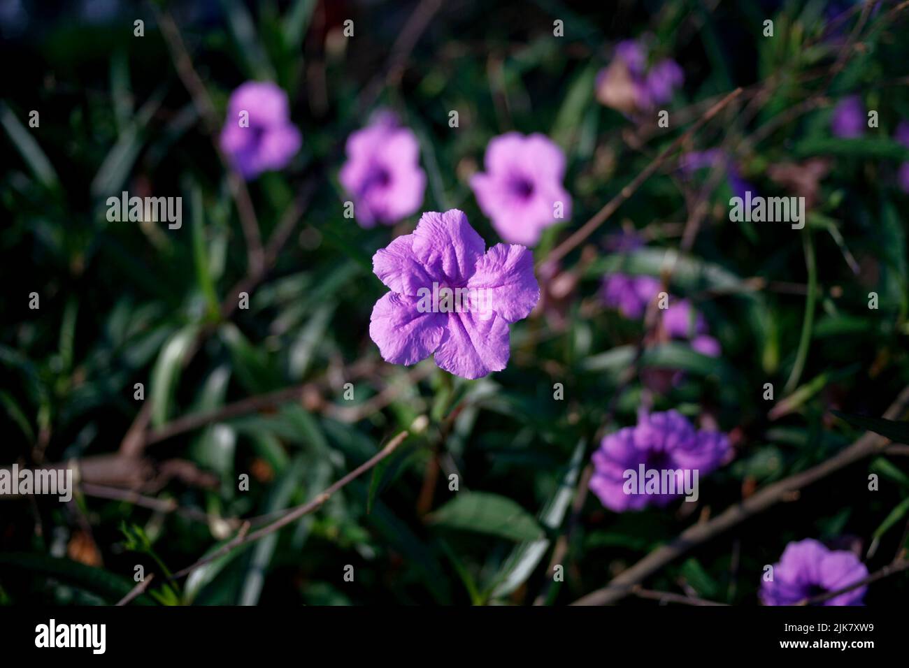 light purple violet pansies flower in the garden Stock Photo - Alamy