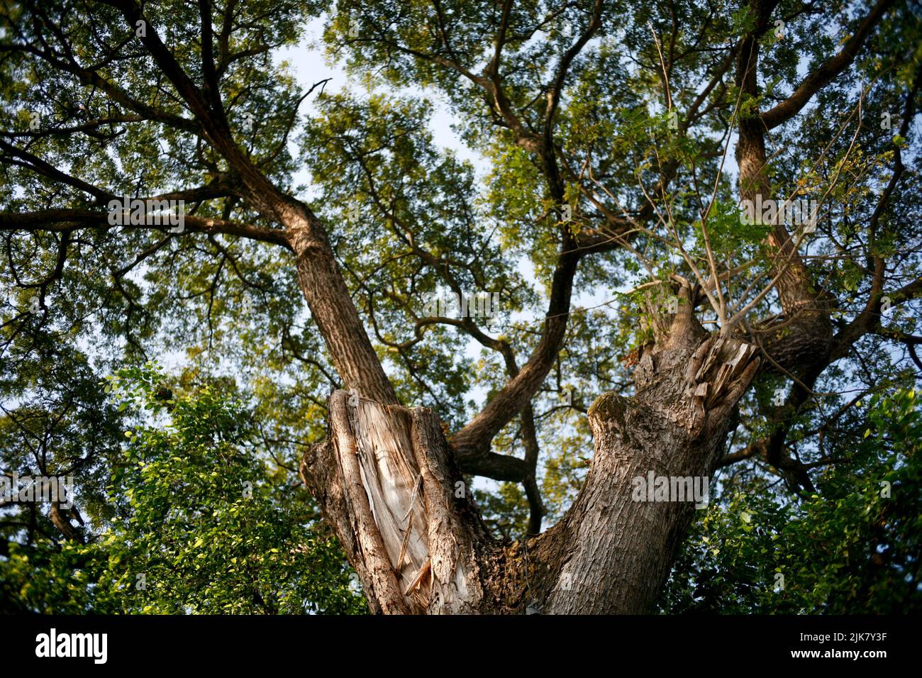Trunk of tree in the park Stock Photo - Alamy