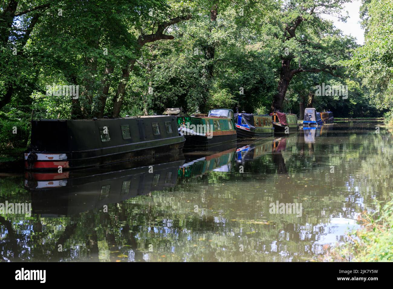 Live aboard canal boats moored under leafy trees on the River Wey in ...