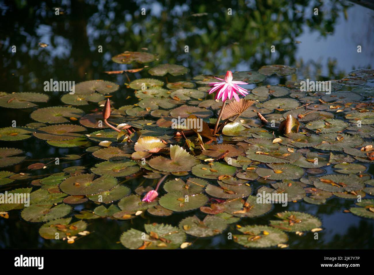 Beautiful Pink Lotus, water plant with reflection in a pond Stock Photo ...