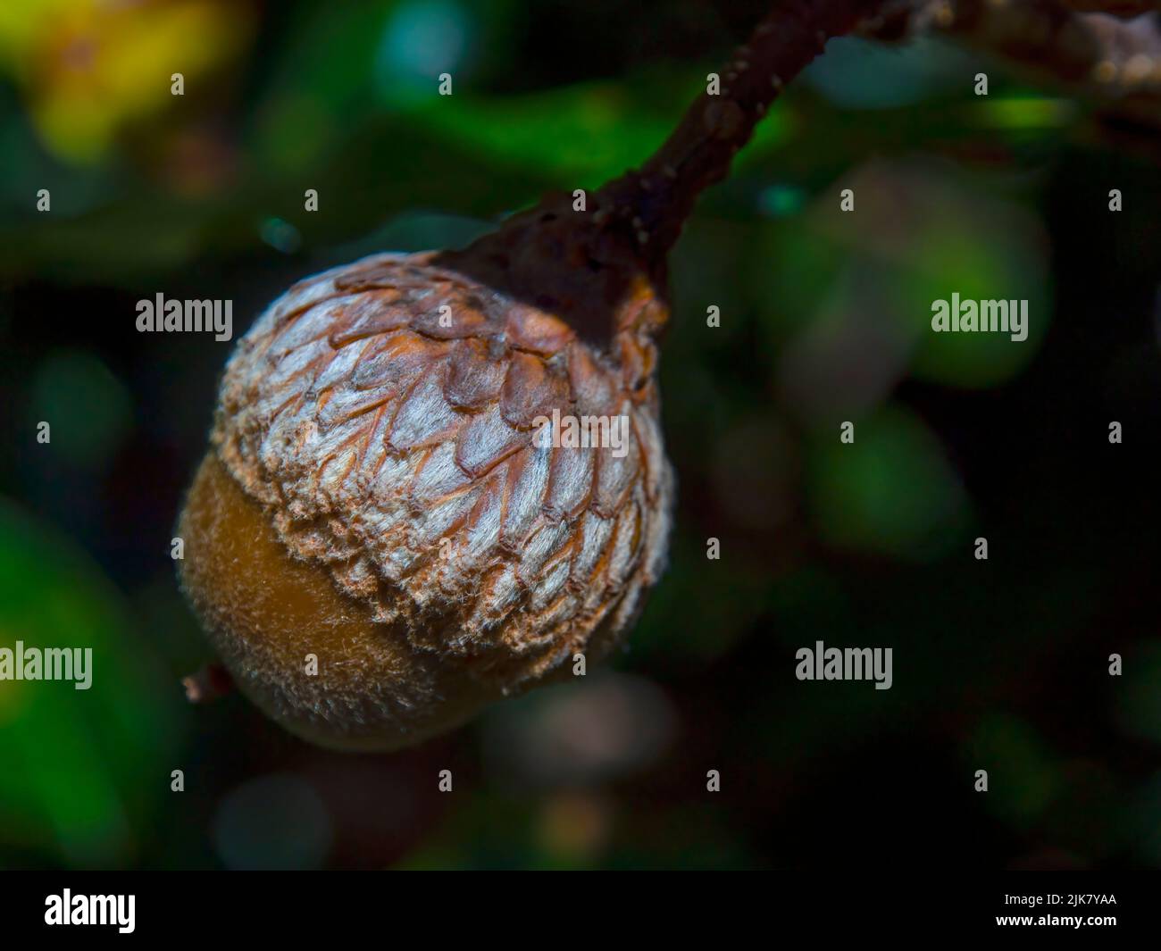 Macro photography of a Colombian oak acorn, captured ina forest near ...