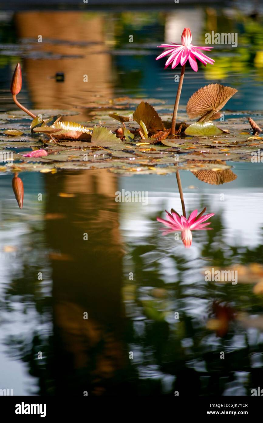 Reflection of a blooming flower hi-res stock photography and images - Alamy
