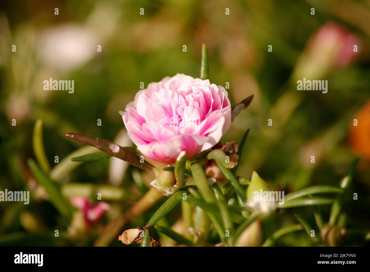 Nature of pink flower in garden Stock Photo - Alamy