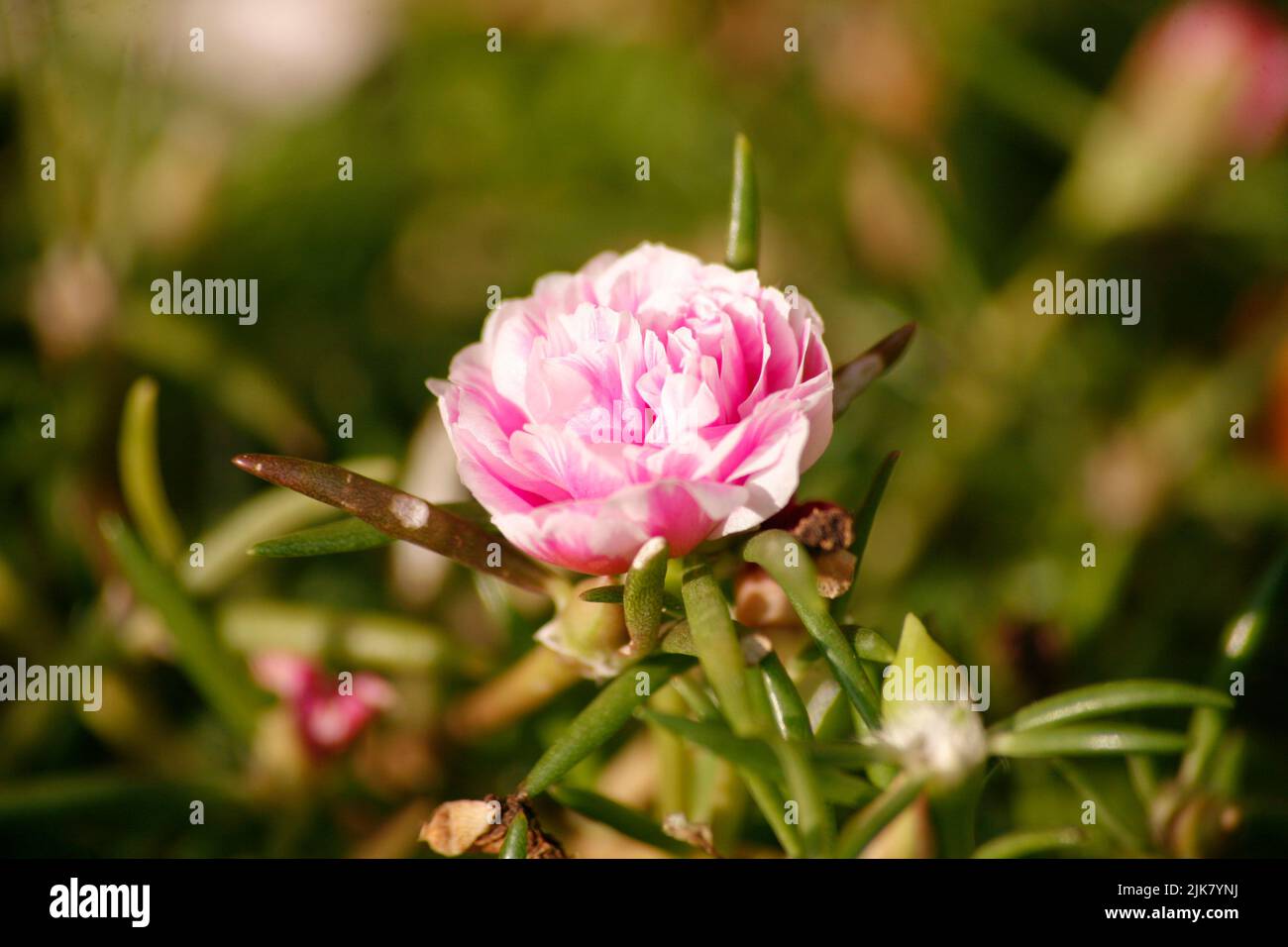 Nature of pink flower in garden Stock Photo - Alamy