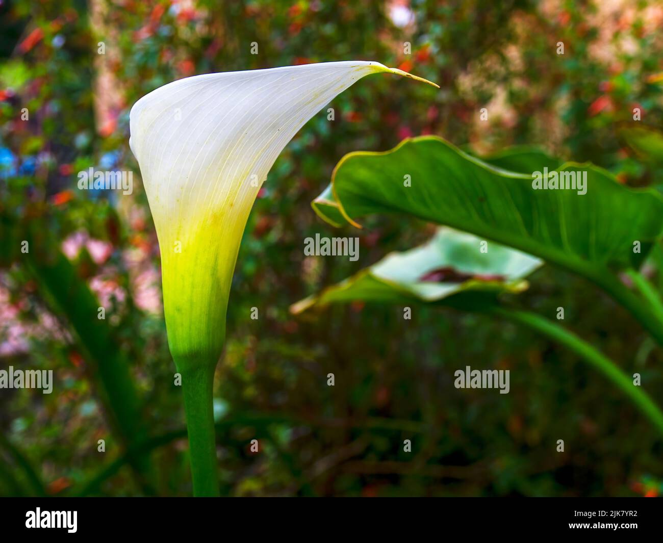 Close-up fotography of a freshly open white calla lily flower, captured ...