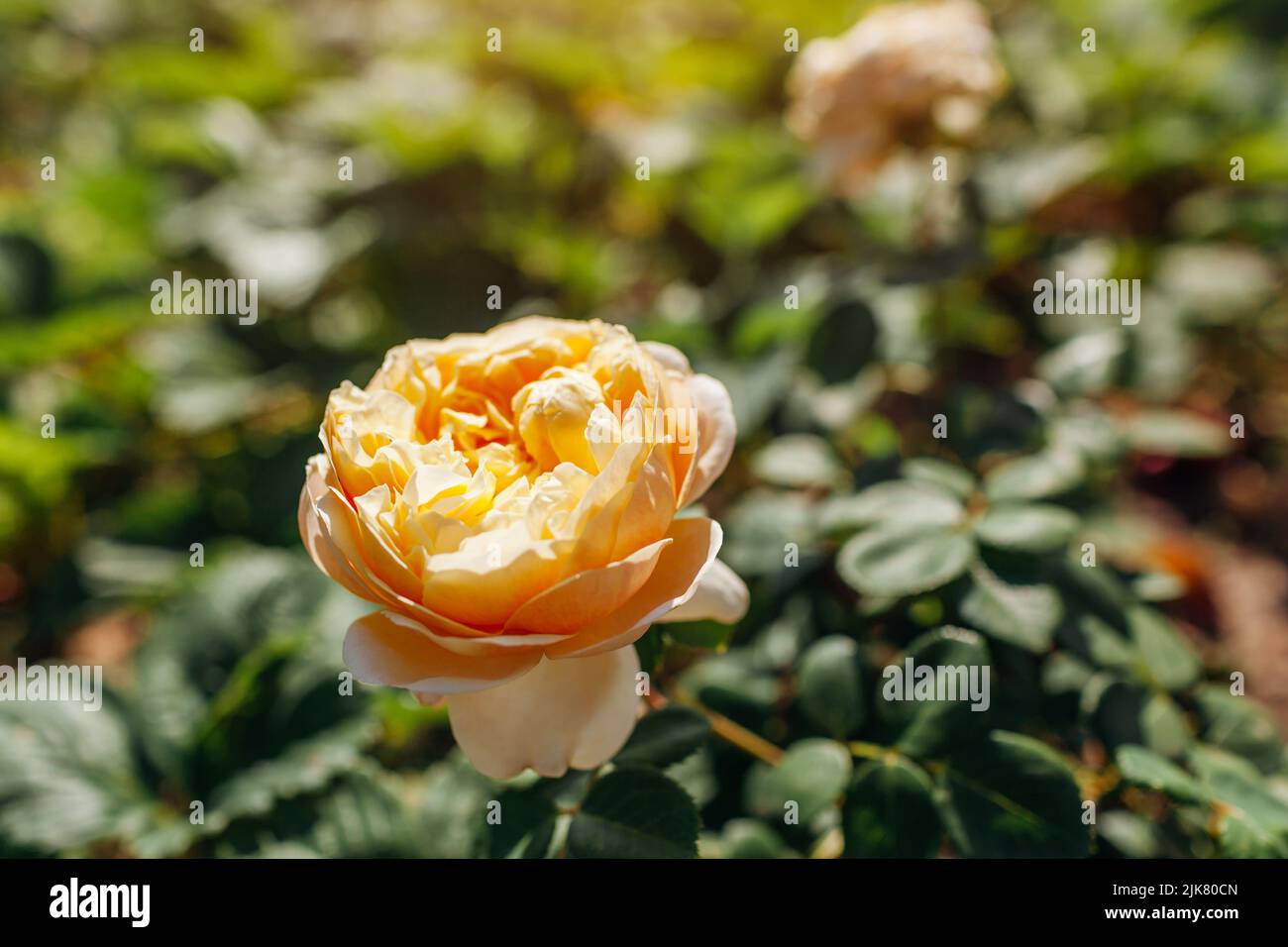 Yellow rose Charles Darwin blooming in summer garden. English Austin ...