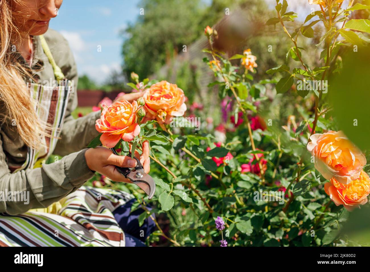 Rose austin lady gardener hi-res stock photography and images - Alamy