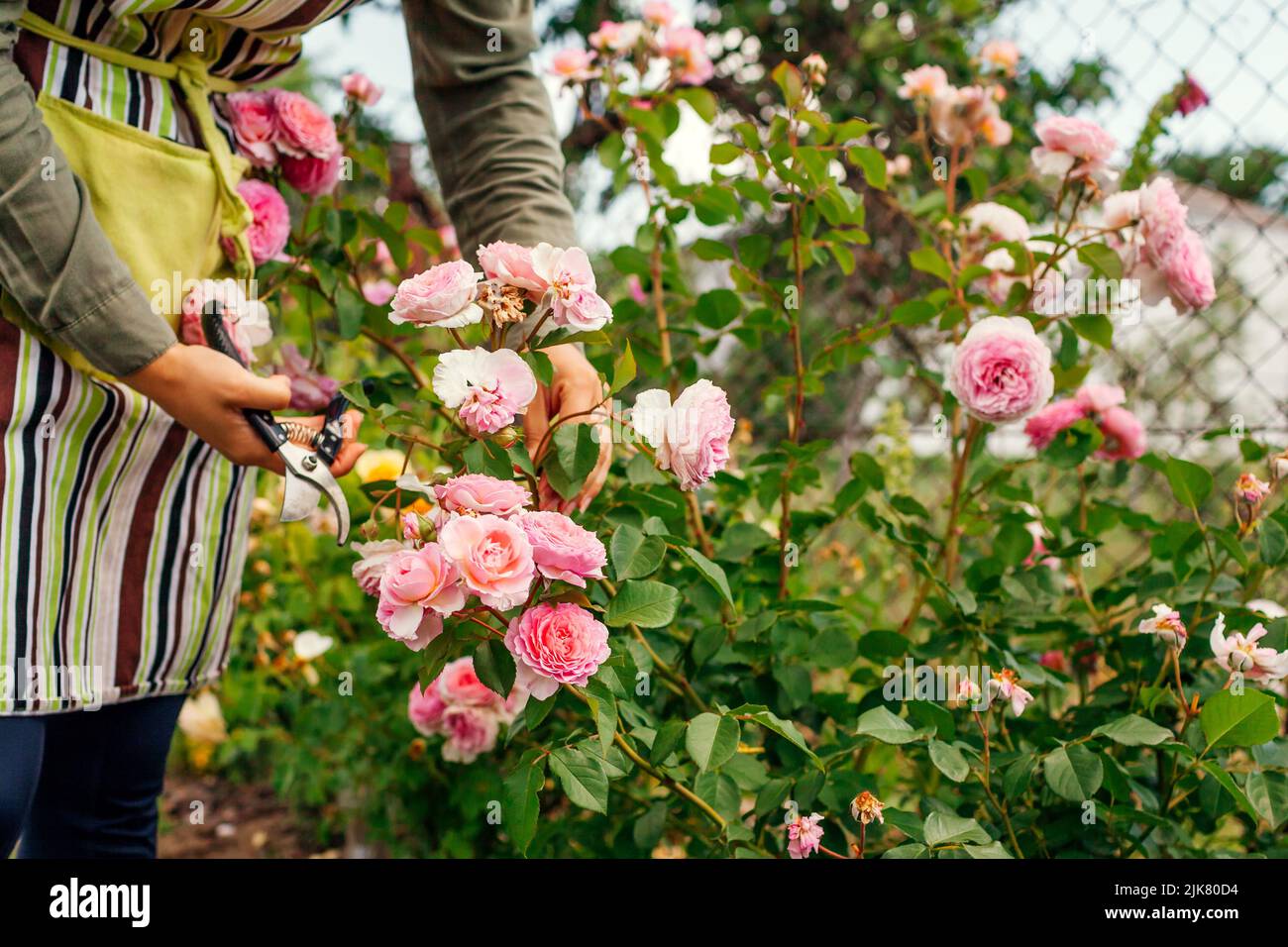 Close up of blooming pink roses flowers in summer garden. Woman grows ...