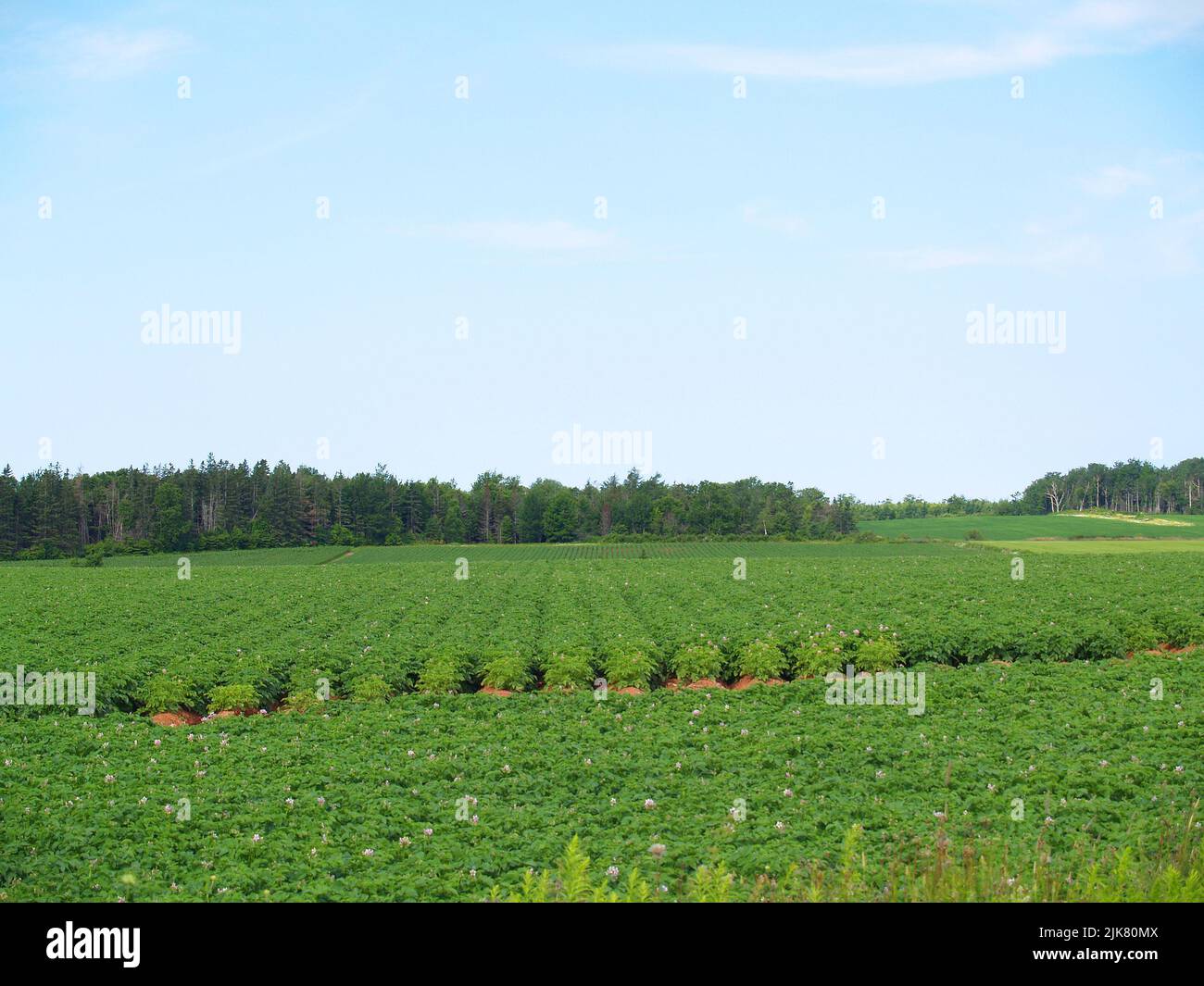 Canada potato farming hi-res stock photography and images - Alamy