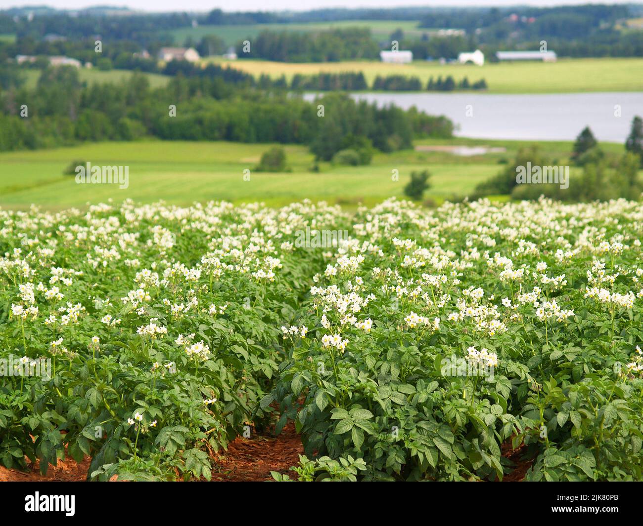 Pei potatoes hi-res stock photography and images - Alamy