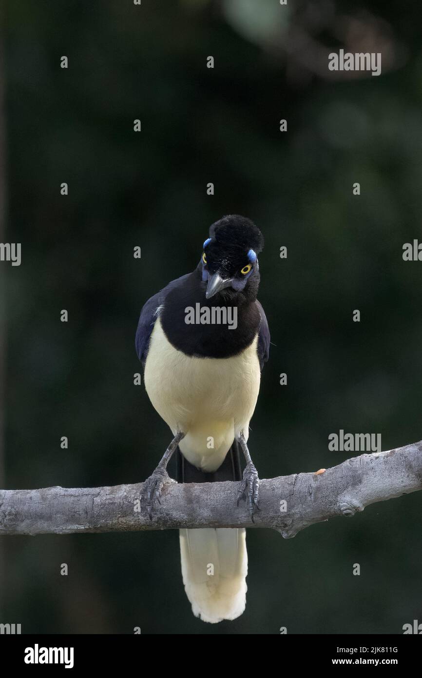 A Plush-crested jay (Cyanocorax chrysops) perched in a tree in the ...