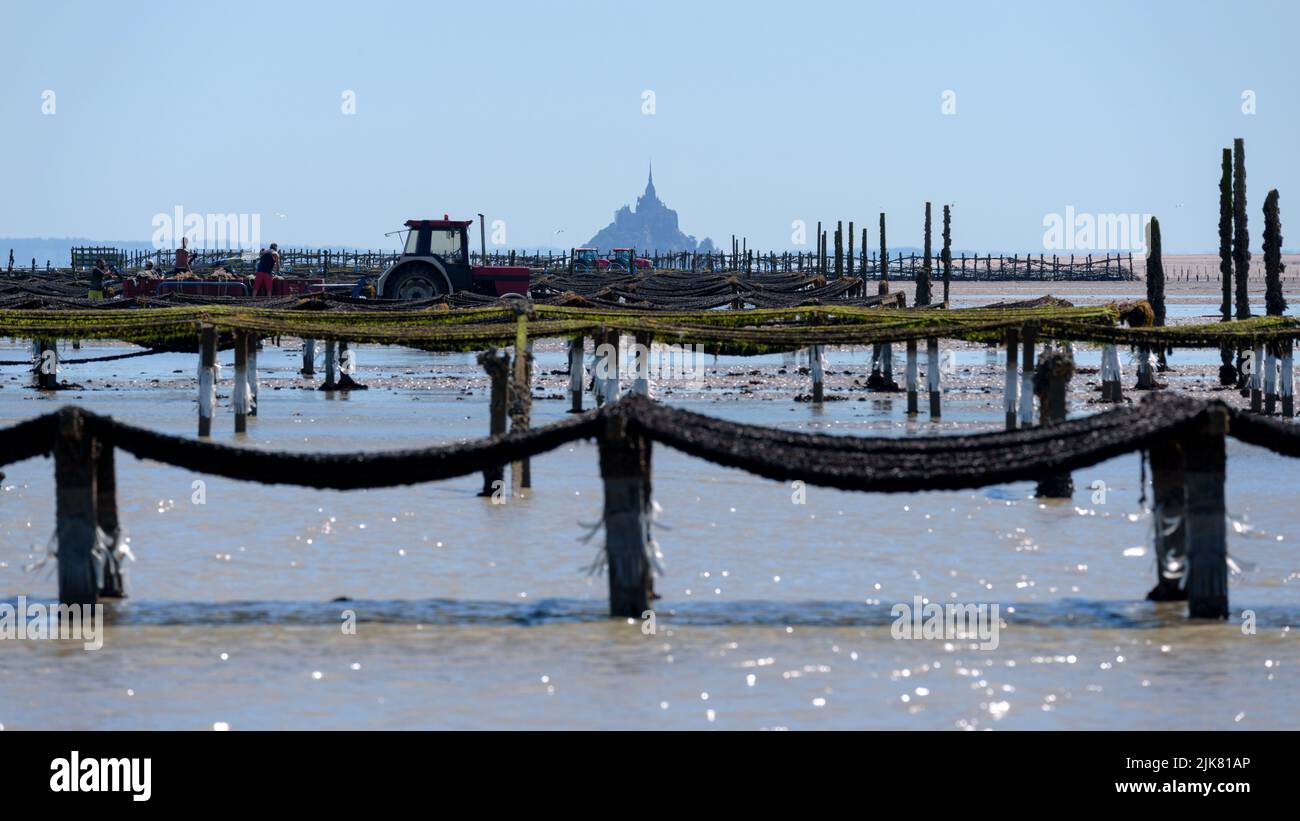 Mussel farming in the bay of Mont Saint-Michel. Cultivation of mussels ...