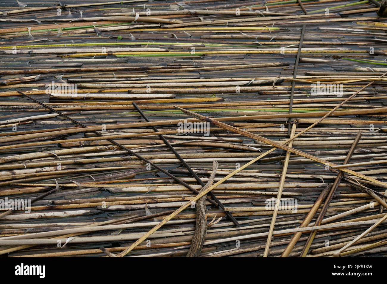 Floating leaf shore hi-res stock photography and images - Alamy