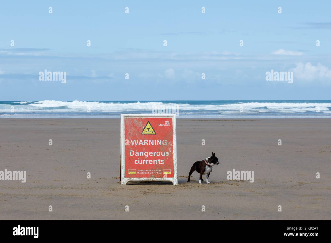 A warning sign on a beach warns of dangerous currents. A Boston Terrier ...