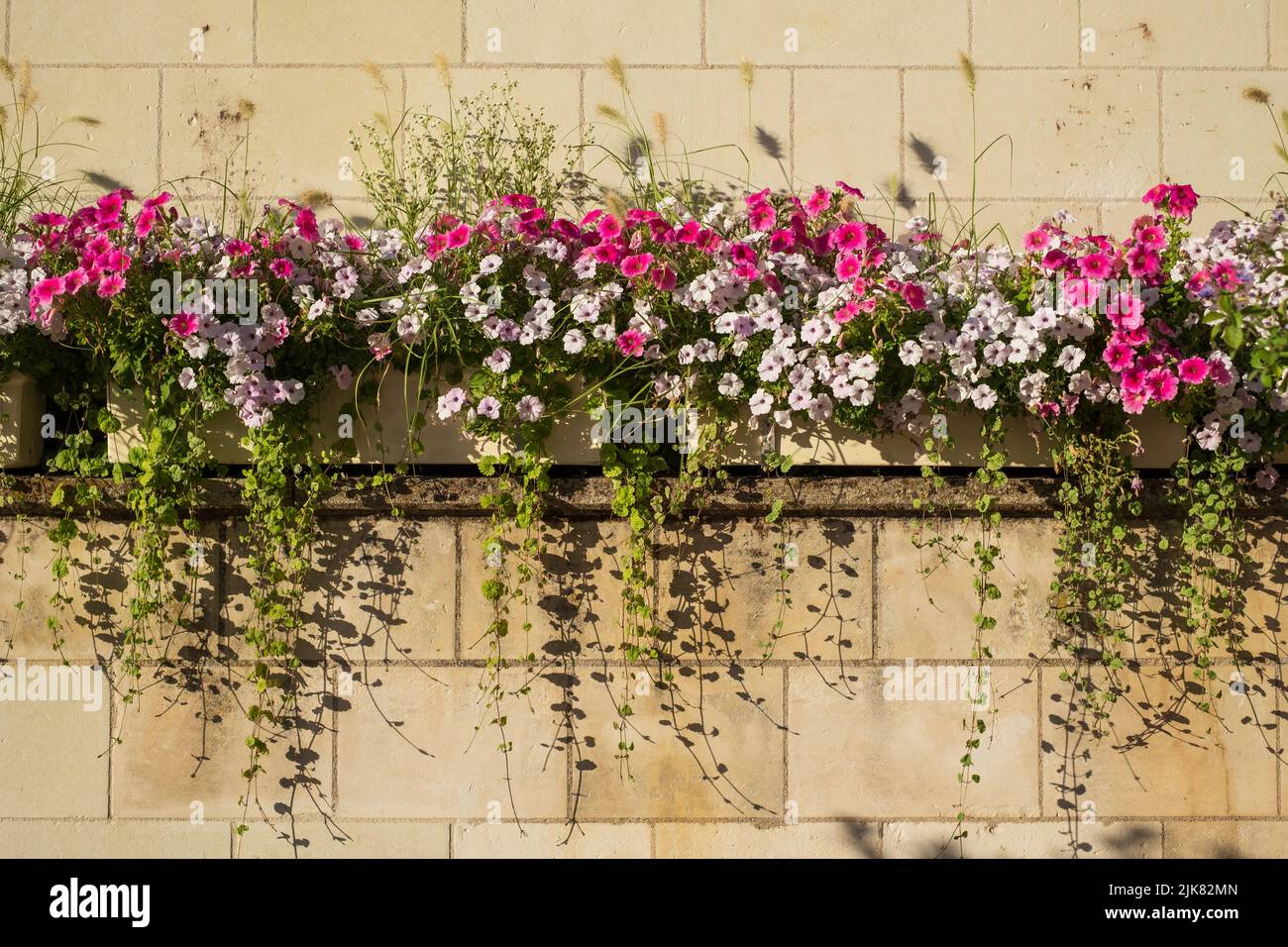 Colourful flower boxes hanging on a stone wall, photographed in the ...