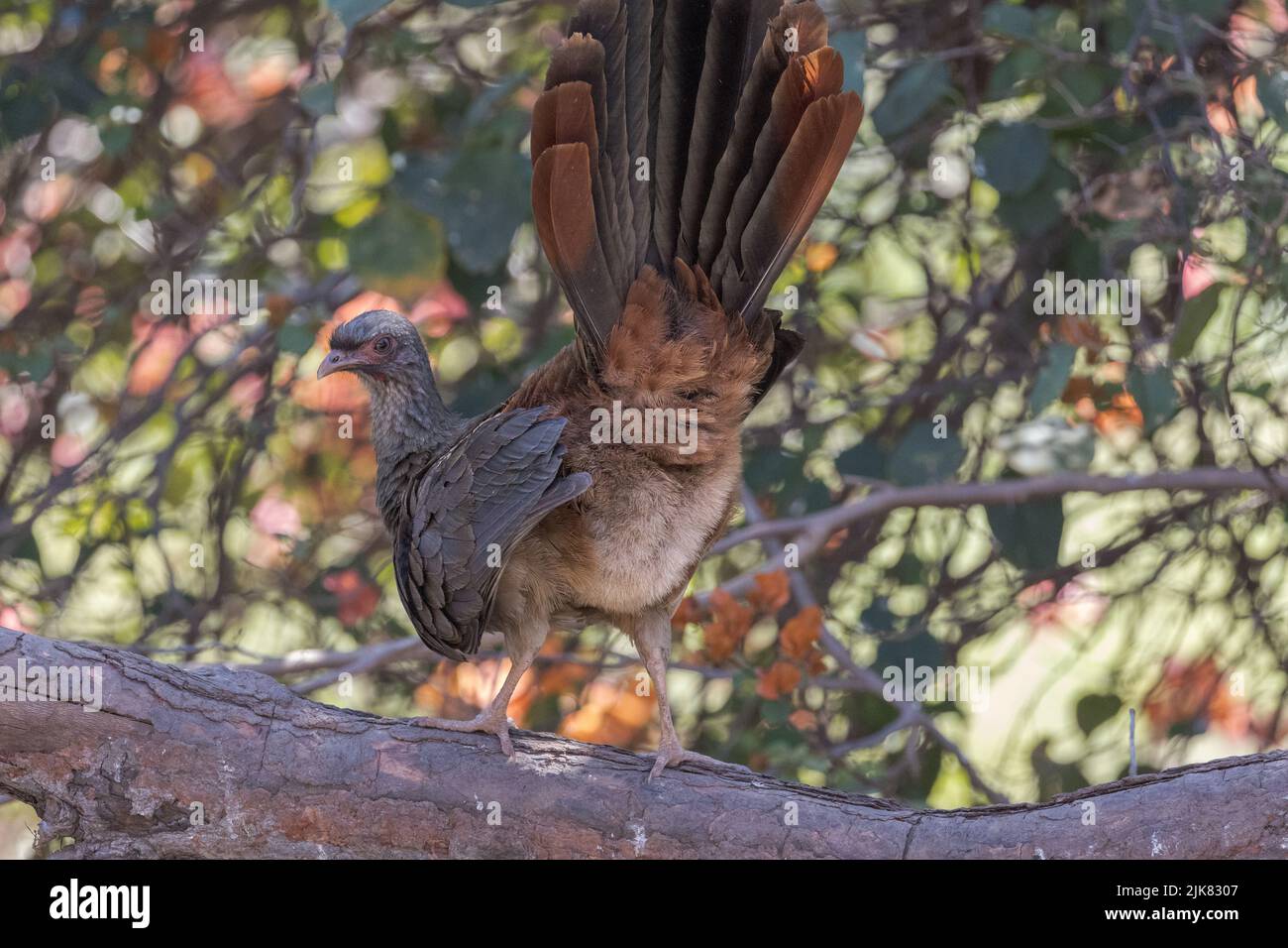 A Chaco chachalaca (Ortalis canicollis), tail feathers raised, forages ...