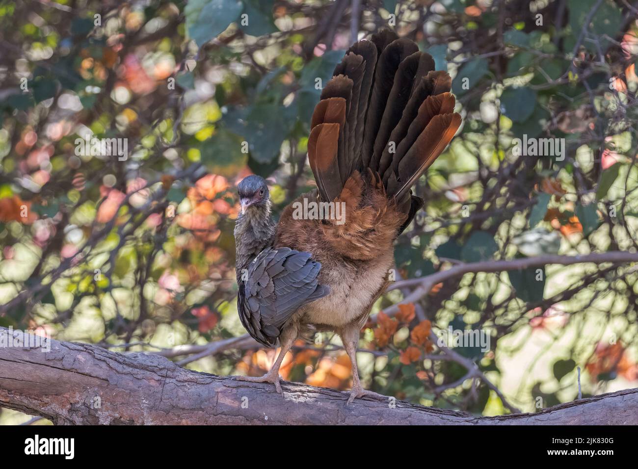 A Chaco chachalaca (Ortalis canicollis), tail feathers raised, forages ...