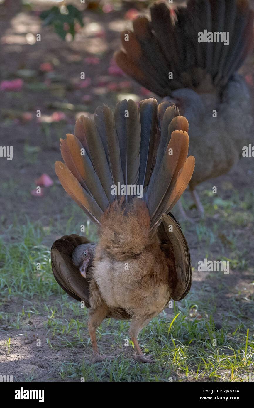A Chaco chachalaca (Ortalis canicollis), tail feathers raised, forages ...