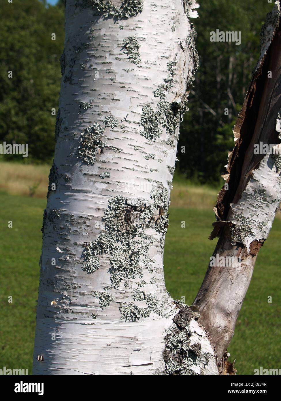 Birch tree bark,PEI Stock Photo - Alamy