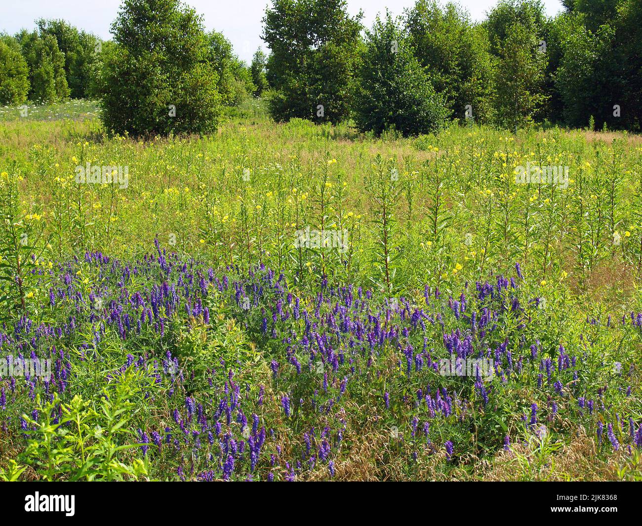 Wildflowers,Upton Farmland Conservation Project.Charlottetown,PEI Stock ...