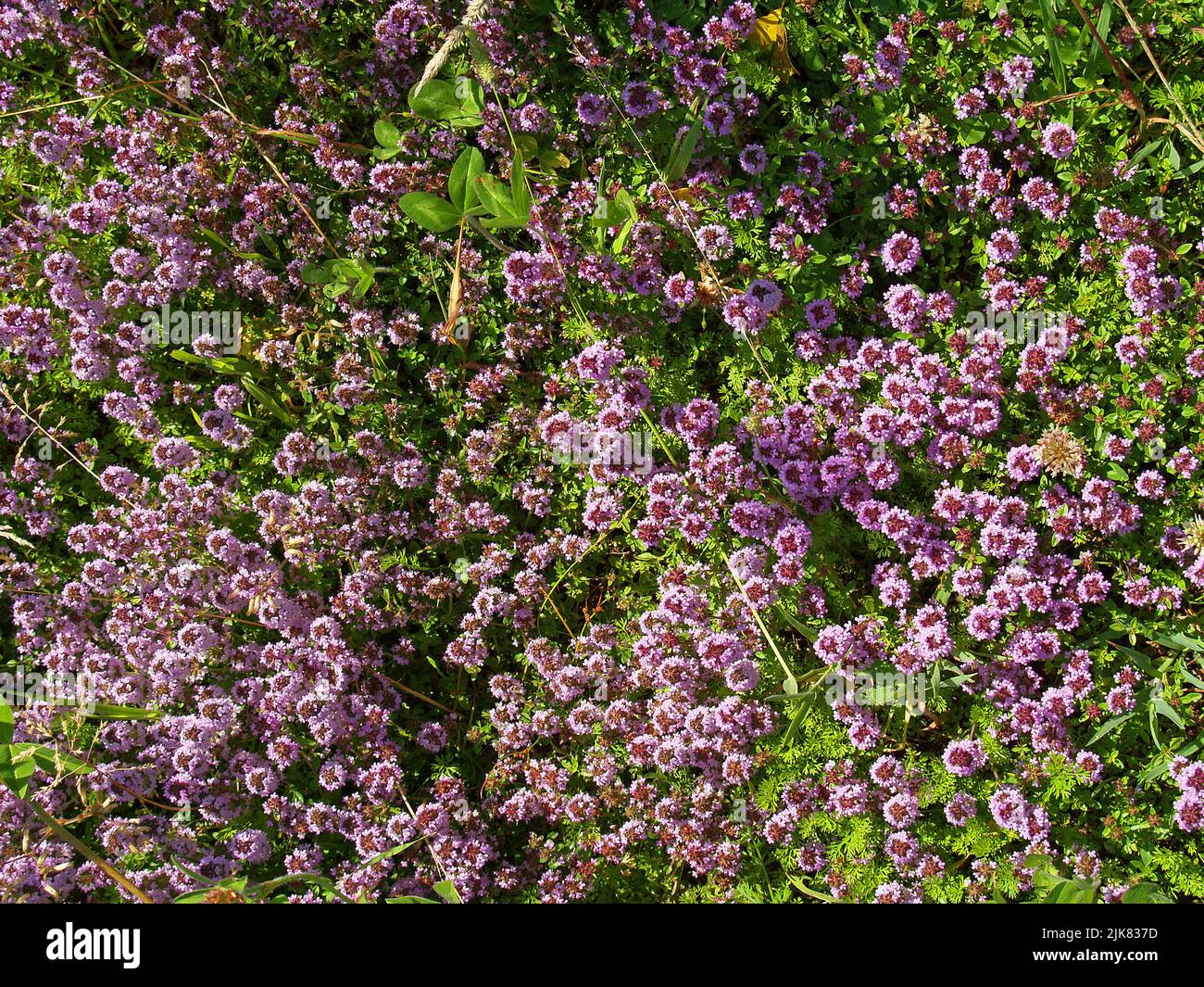 Wildflowers,Upton Farmland Confederation Forest,Charlottetown,PEI Stock ...