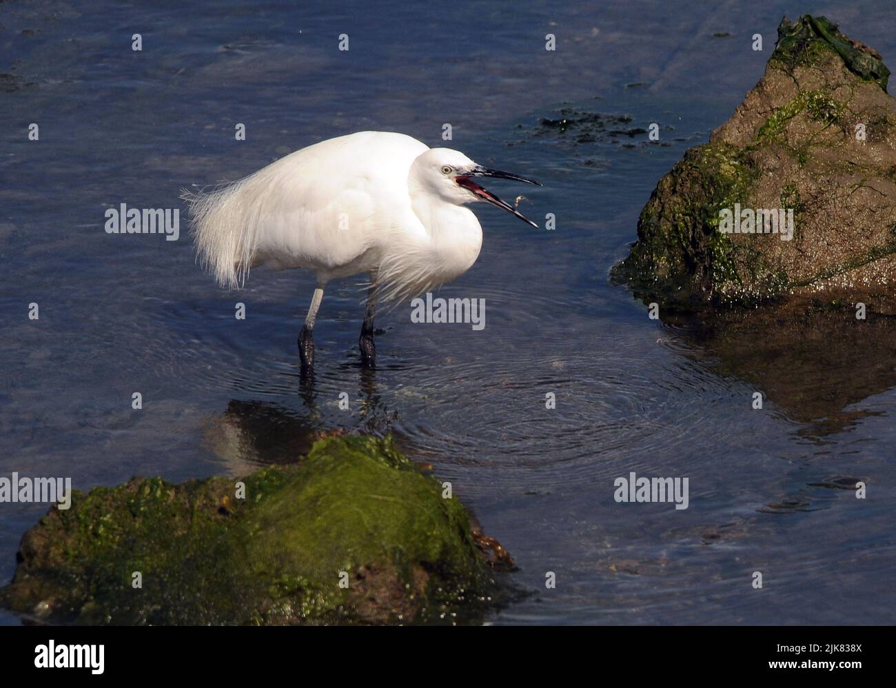 LITTLE EGRET CATCHES A TIDDLER, PORTSMOUTH HARBOUR, CASTLE SHORE PARK ...