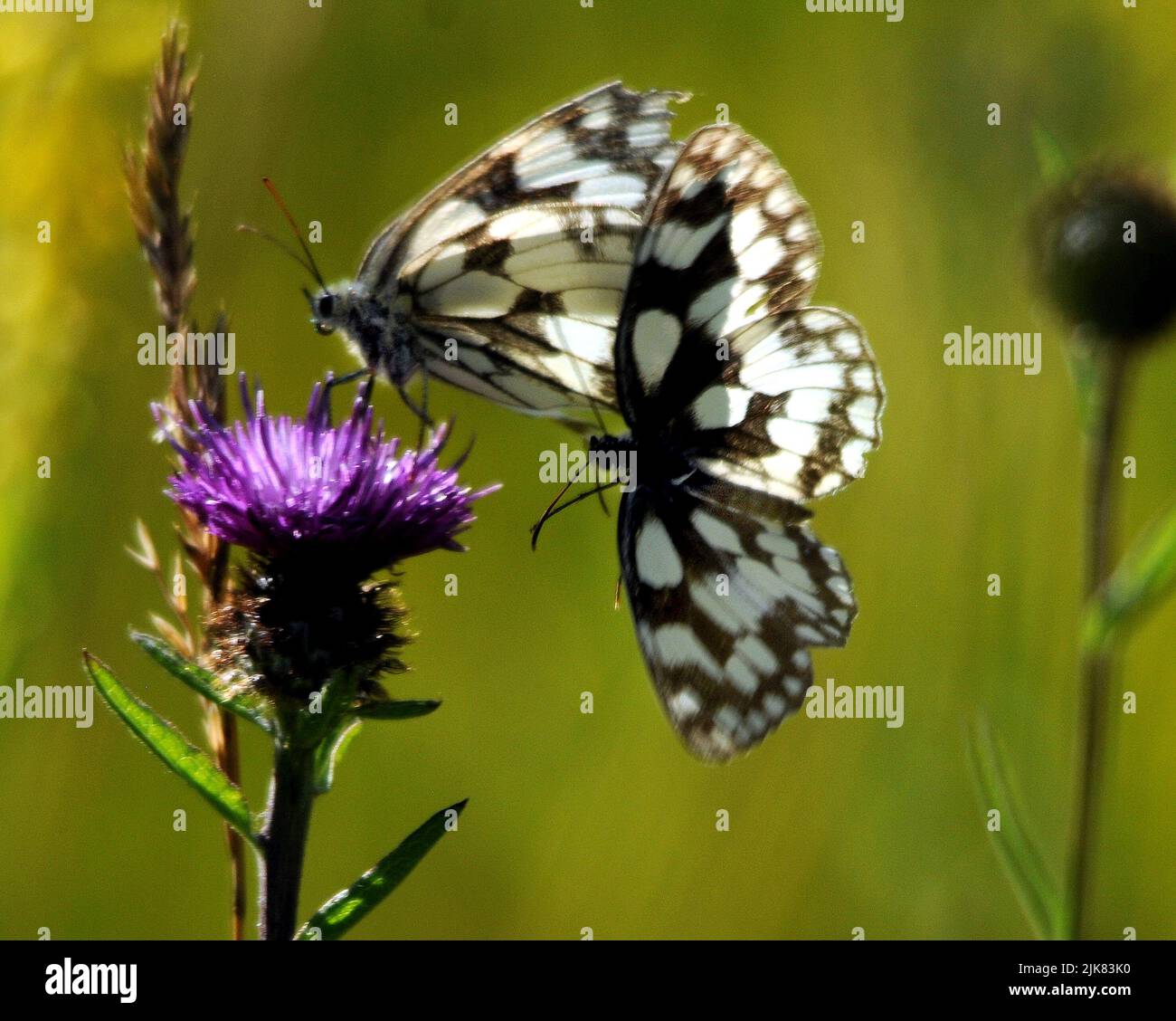 MARBLE WHITE BUTTERFLIES, CASTLE SHORE PARK, PORTCHESTER, HANTS PIC ...