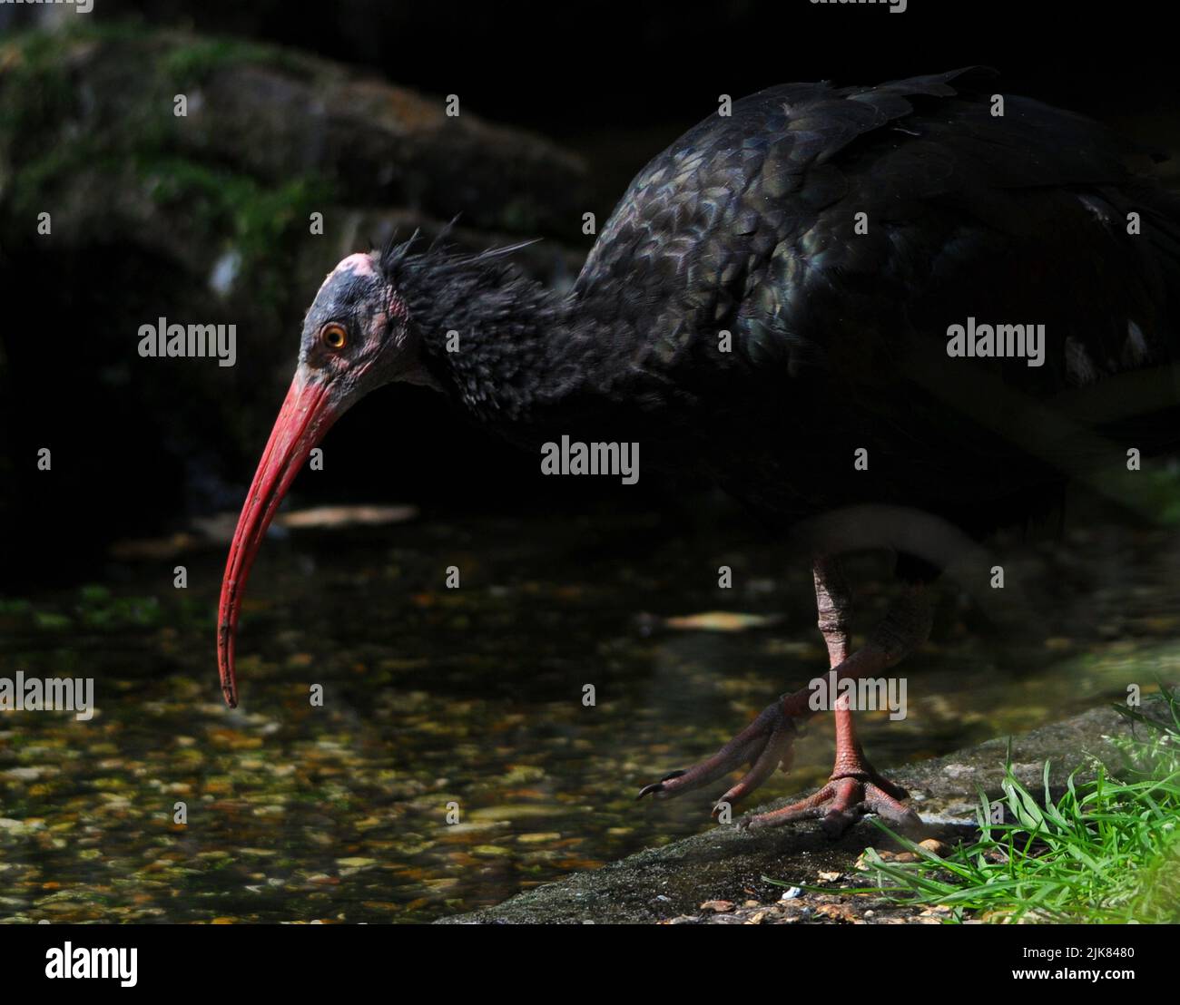WALDRAPP IBIS, BIRDWORLD, FARNHAM, SURREY PIC MIKE WALKER, 2022 Stock ...