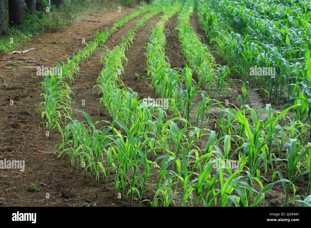 Agricultural crop of Corn growing in a farm field (Zea mays Stock Photo ...