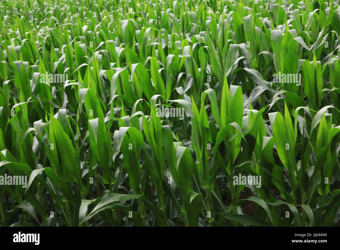 Agricultural crop of Corn Stock Photo - Alamy