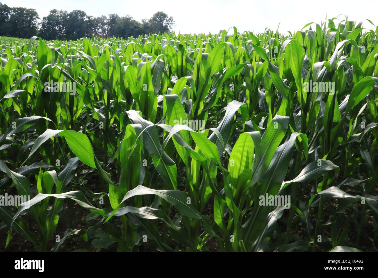 Farmers crop hi-res stock photography and images - Alamy