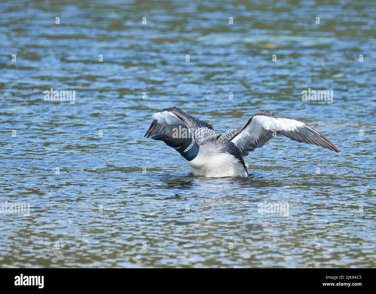 A common loon has it's wings spread ready for take off from the water ...