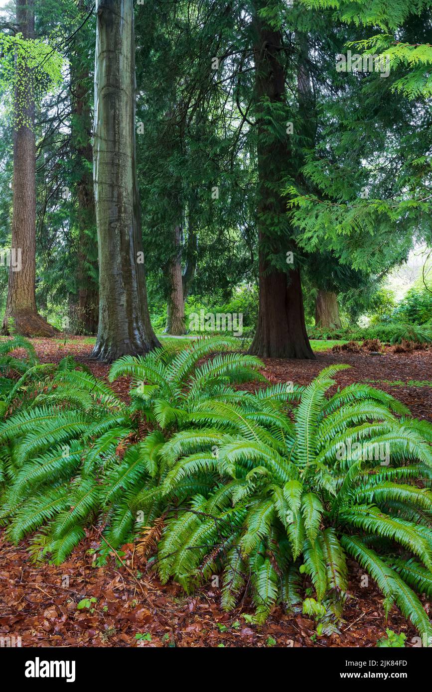 Large redwood trees in the forest of Stanely Park, Vancouver, British ...