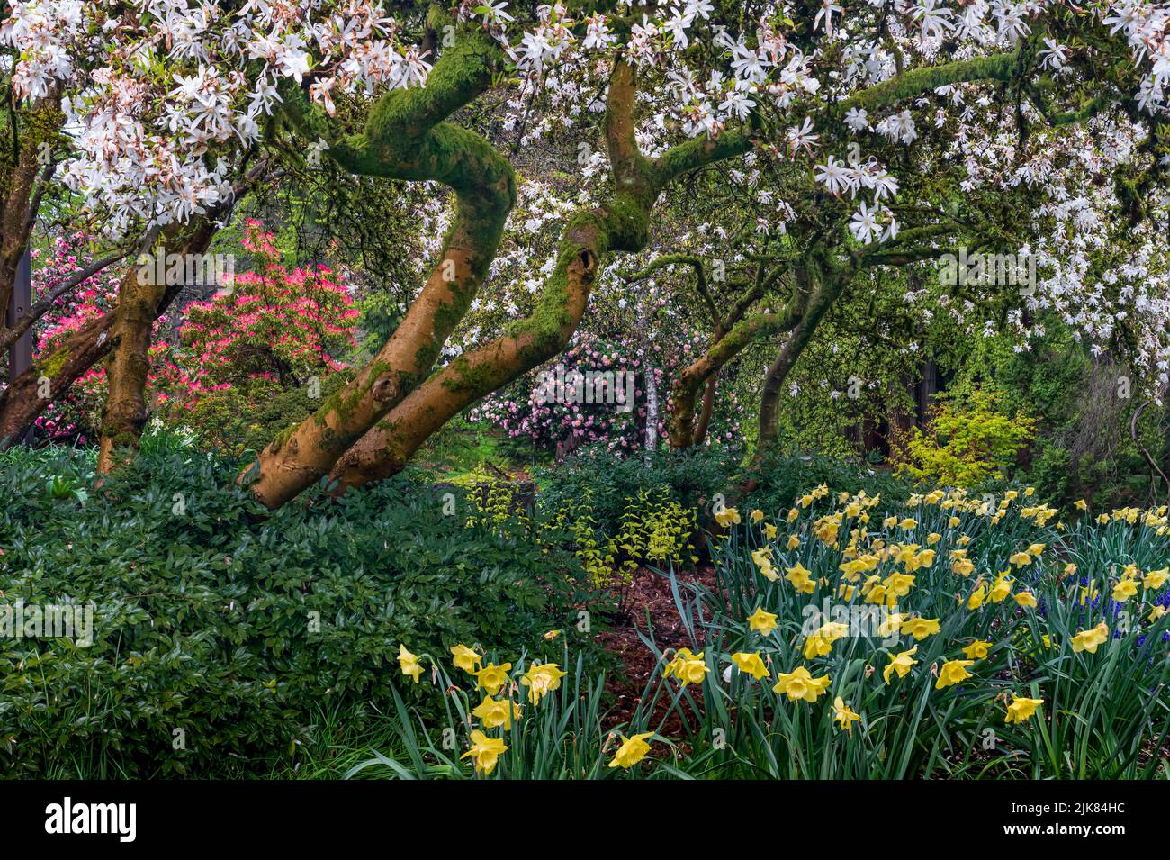 Spring flower gardens in full bloom in Stanley Park, Vancouver, British ...