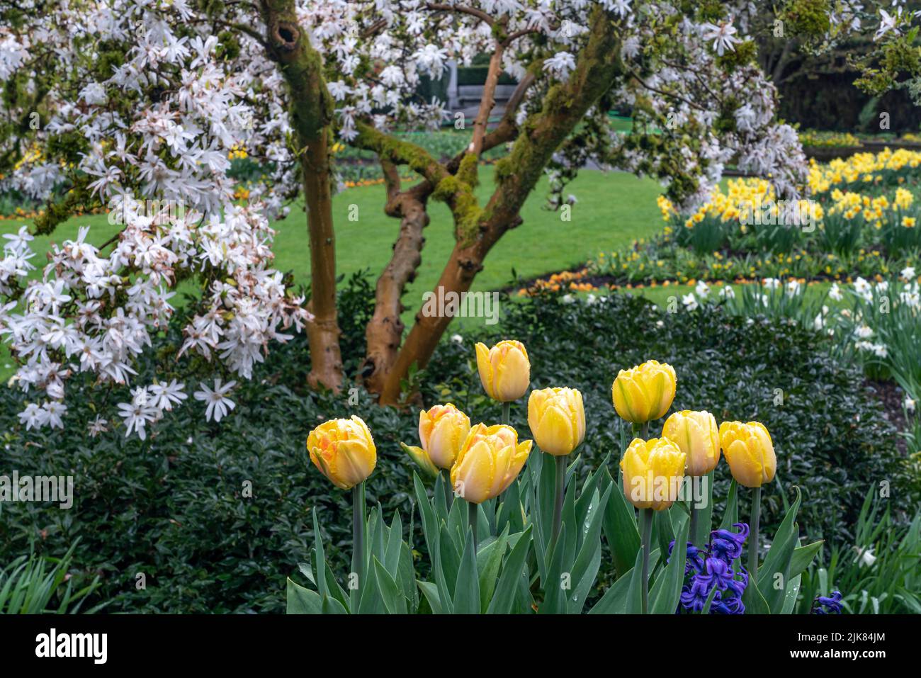 Spring flower gardens in full bloom in Stanley Park, Vancouver, British ...