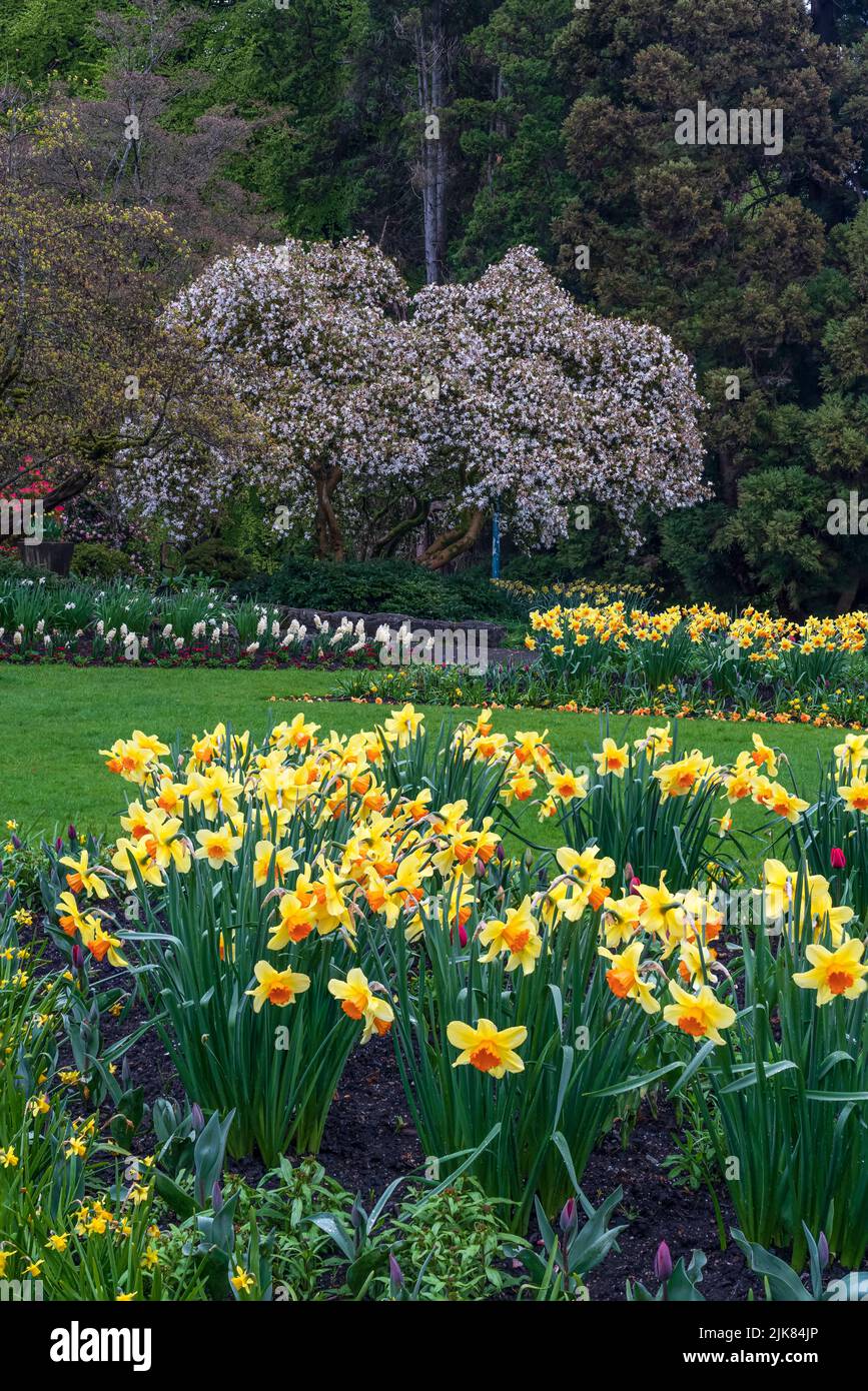 Spring flower gardens in full bloom in Stanley Park, Vancouver, British ...